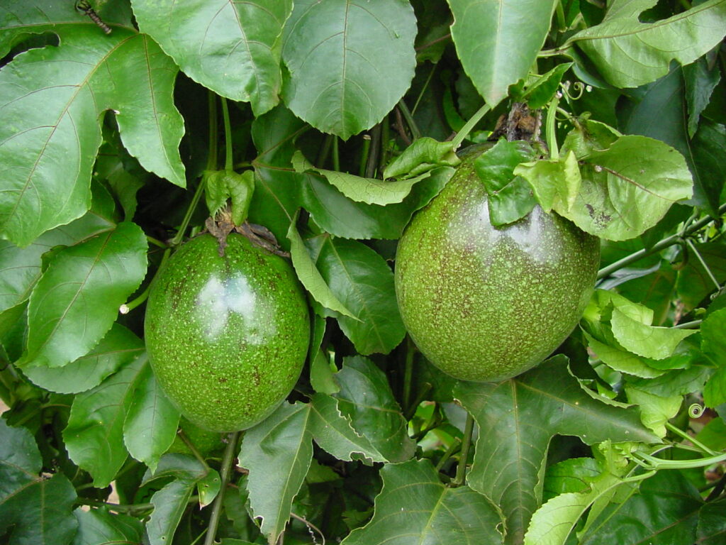 Controlo de pragas e doenças nas plantas: conheça as doenças