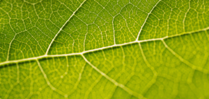 Fertilização foliar: qual a sua importância para as culturas agrícolas