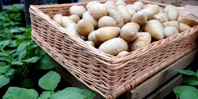 A cultura da batata: tudo o que deve saber para ter sucesso