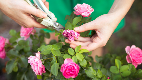Poda das plantas: ideias-chave que deve ter em mente antes de começar