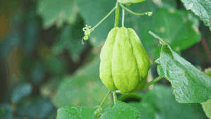 Como plantar chuchu em casa: tudo o que deve saber