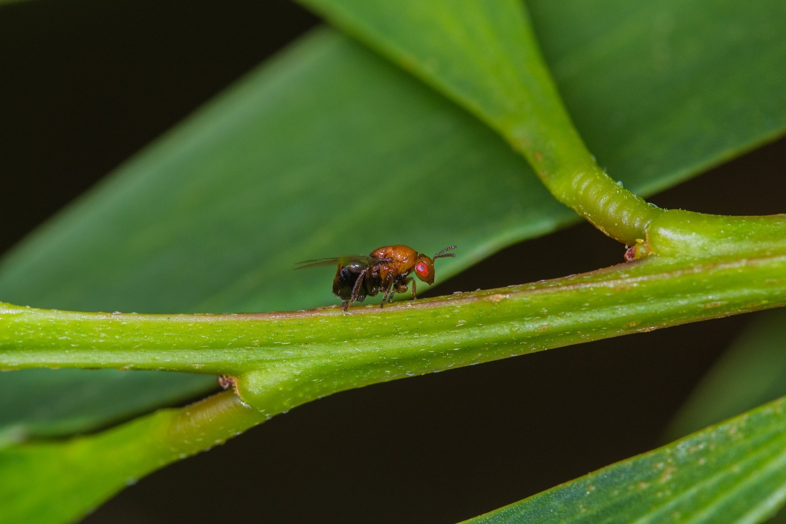 Inseto da Austrália reduz significativamente o potencial invasor da ...