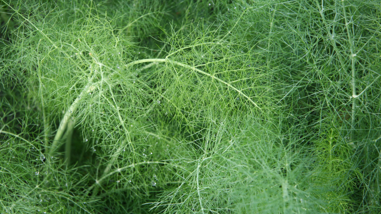 Como cultivar funcho: tudo o que deve saber para ter sucesso