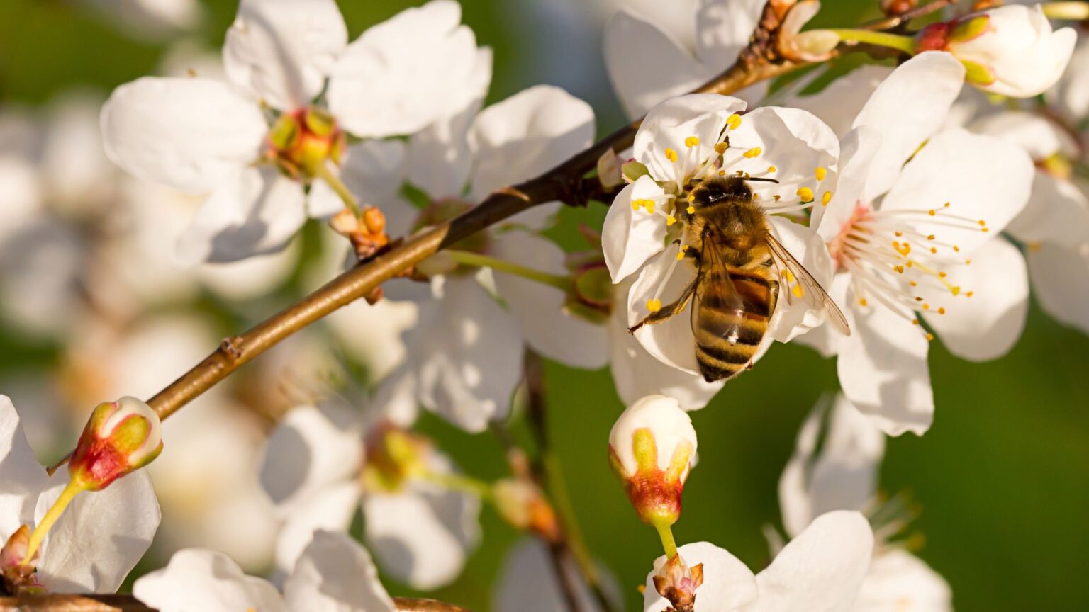 10 exemplos de flores ricas em néctar para atrair polinizadores