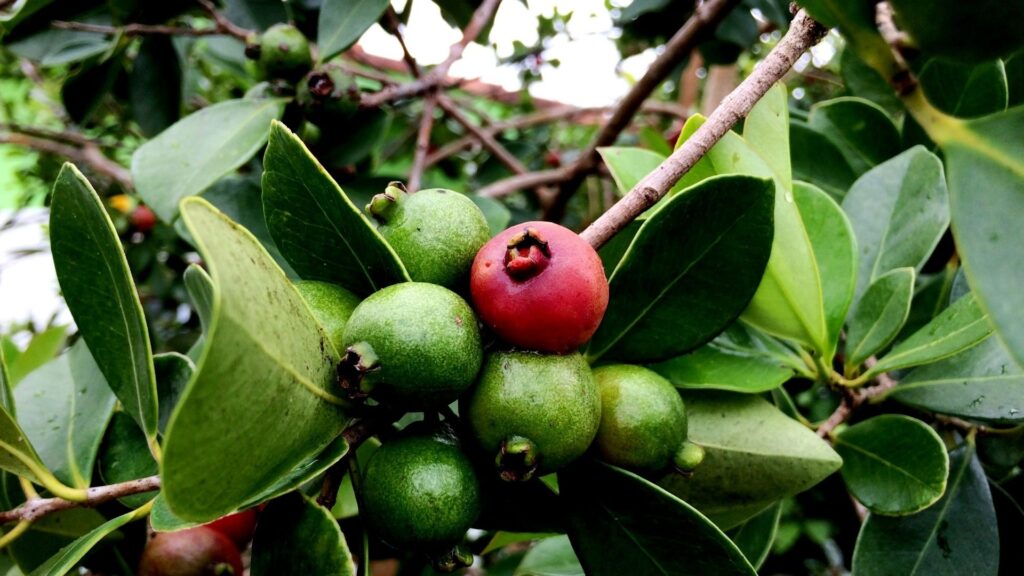 Fruteiras tropicais em portugal: conheça 10 exemplos para cultivar