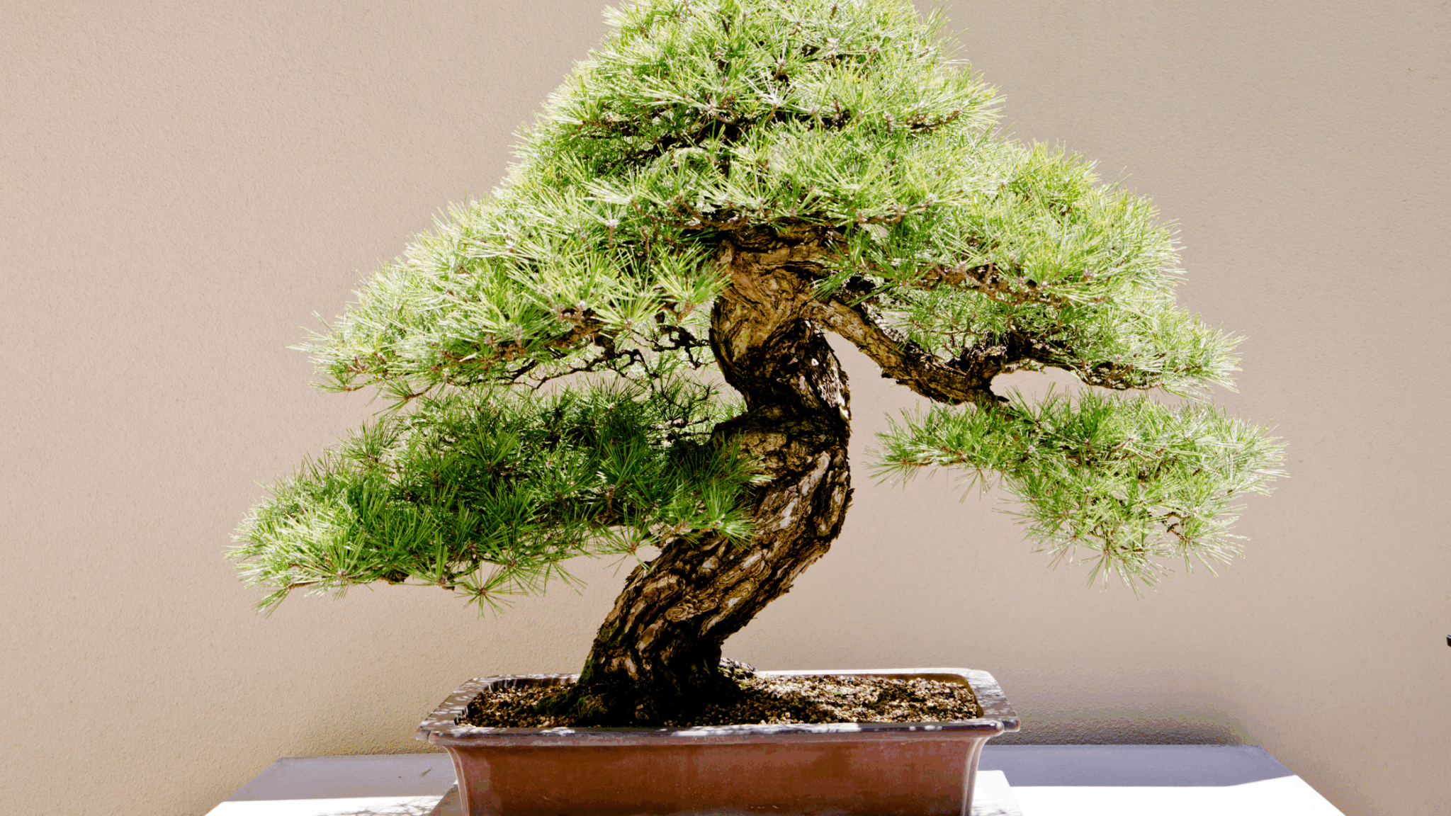 Saiba como cuidar de um bonsai de interior: dicas úteis