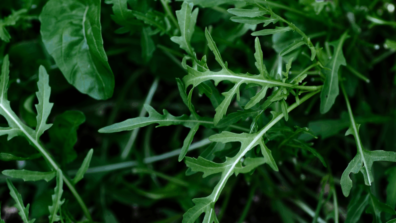 Como cultivar rúcula: tudo o que deve saber para a produzir
