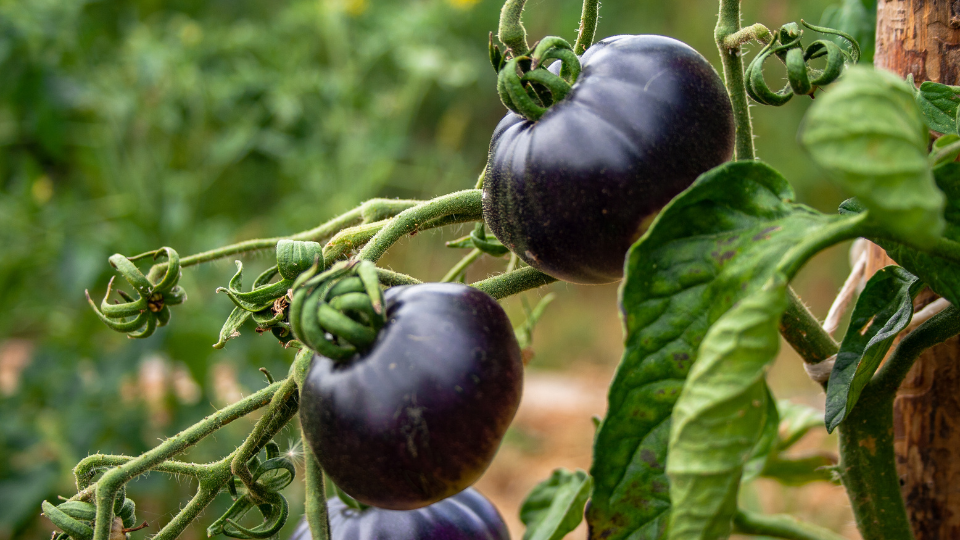 🍅 Tomate Azul: a variedade Excepcional que precisa conhecer