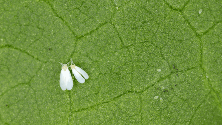 Mosca branca: Como identificar, tratar e prevenir esta praga
