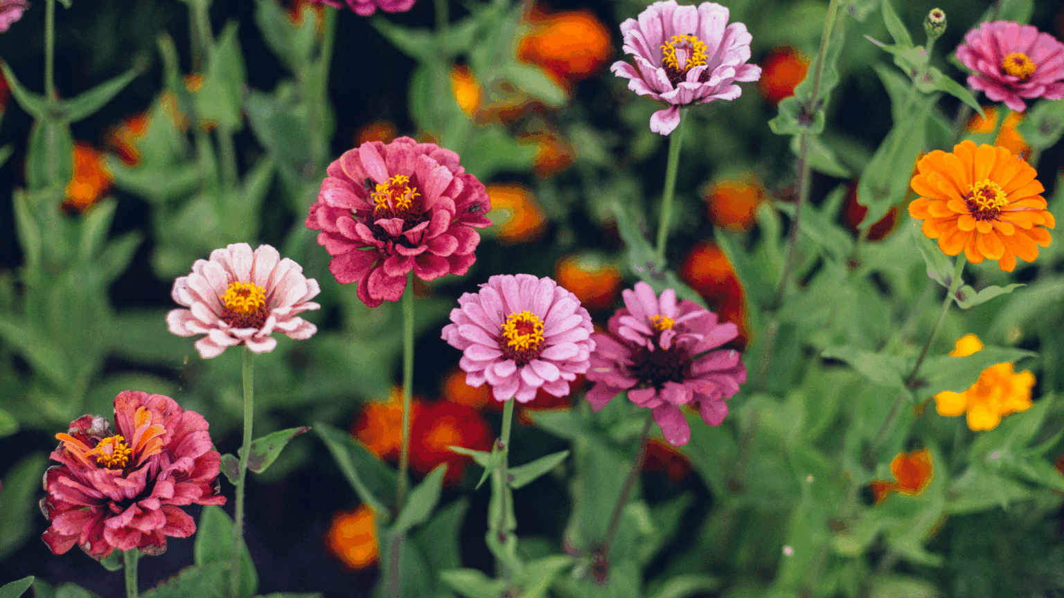 10 exemplos de flores ricas em néctar para atrair polinizadores