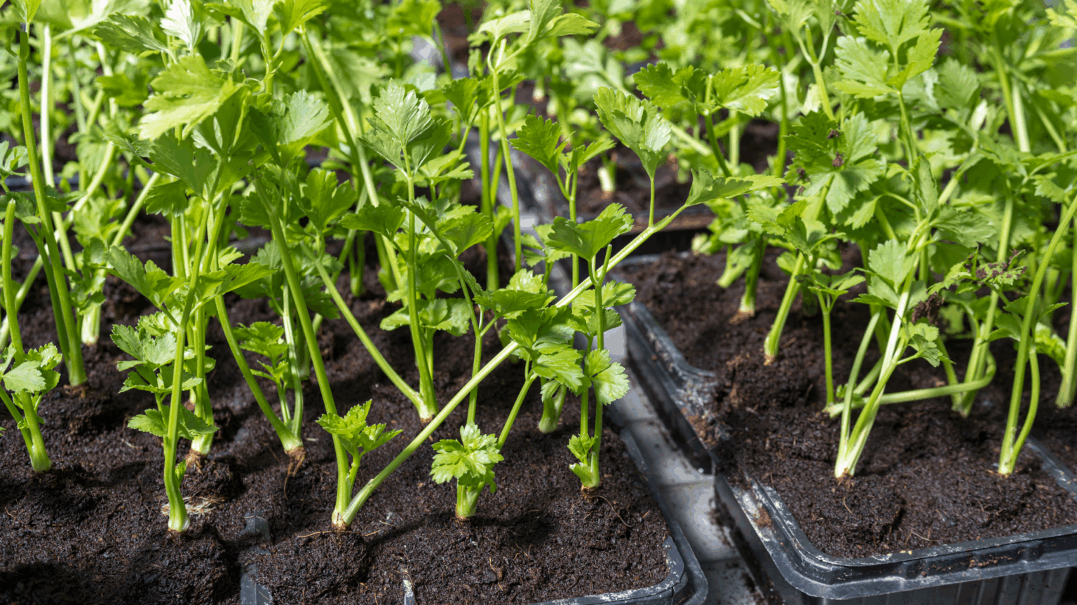 Como semear salsa: desde a semente até à colheita abundante