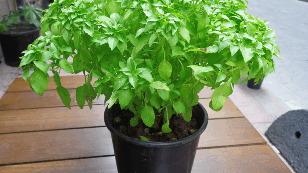 Como cultivar manjericão em vaso: o que deves ter em conta