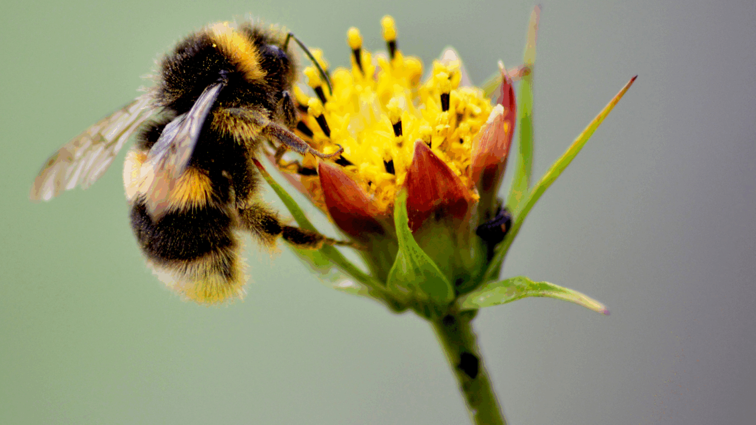 10 exemplos de flores ricas em néctar para atrair polinizadores