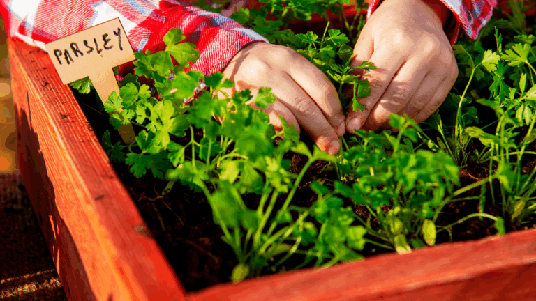 Como semear salsa: desde a semente até à colheita abundante