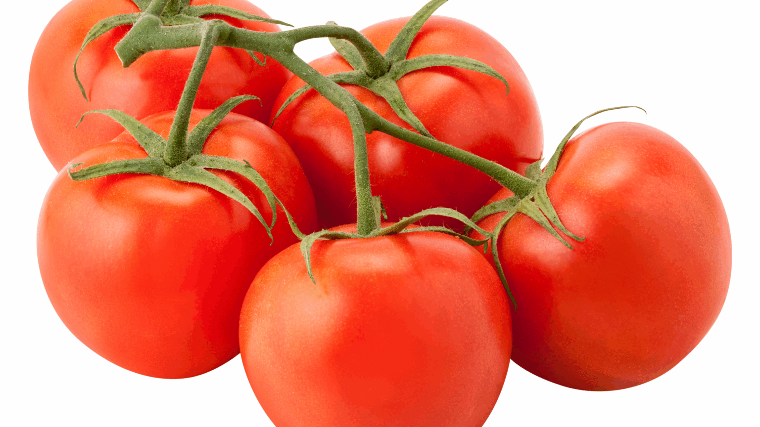 6 variedades de tomate mais cultivados em Portugal - AGRICULTURA E MAR