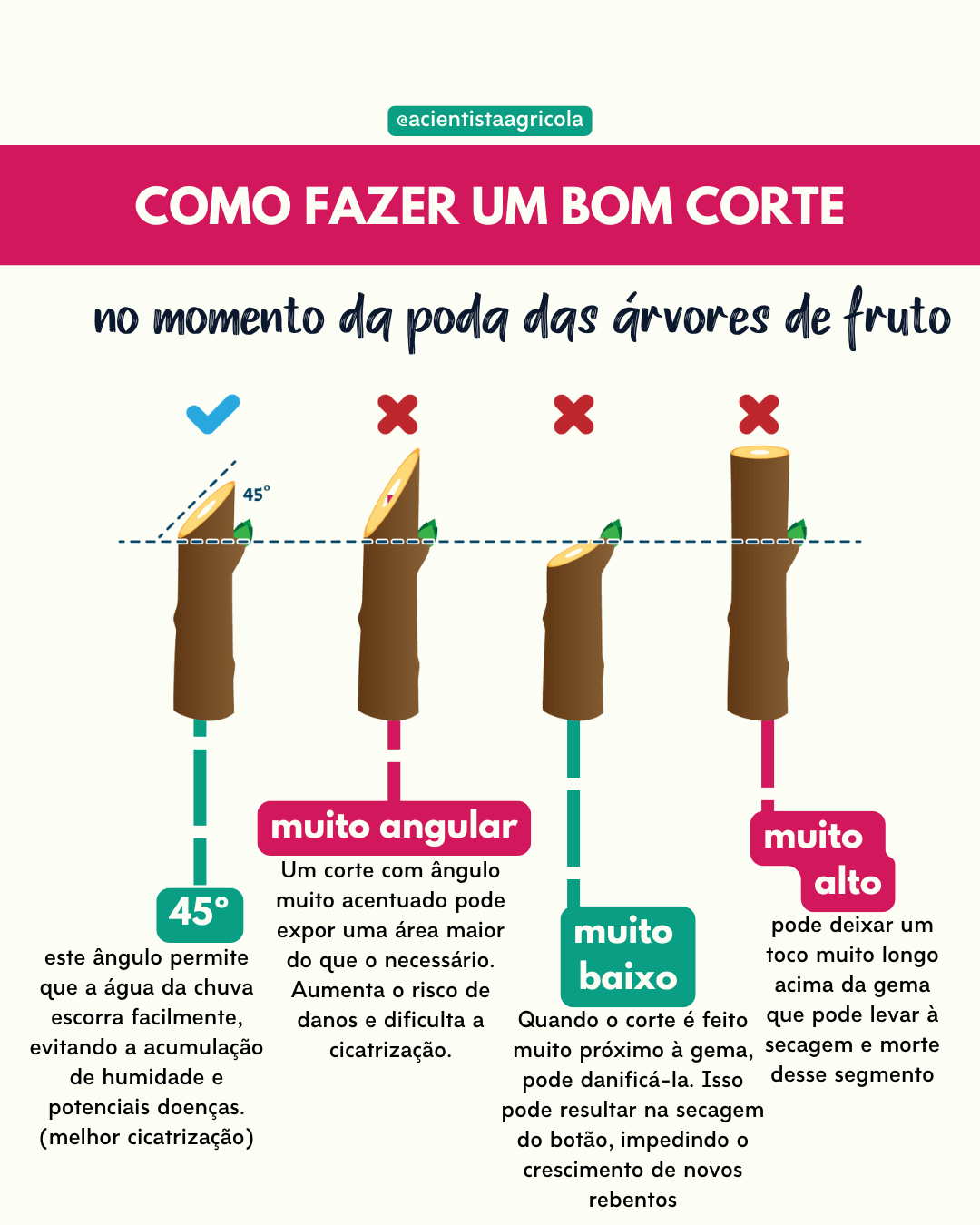Erros Comuns de Poda e Como Evitá-los