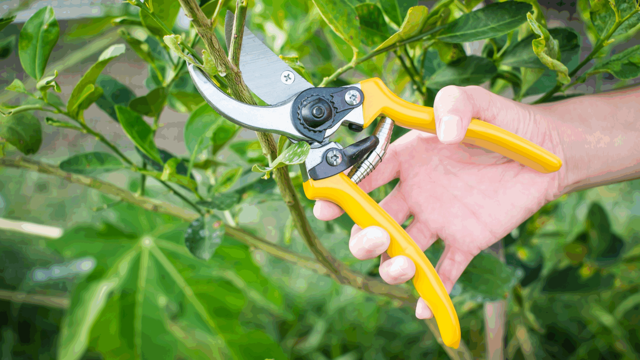 Poda de árvores de fruto: como fazer de forma simples e eficaz ...